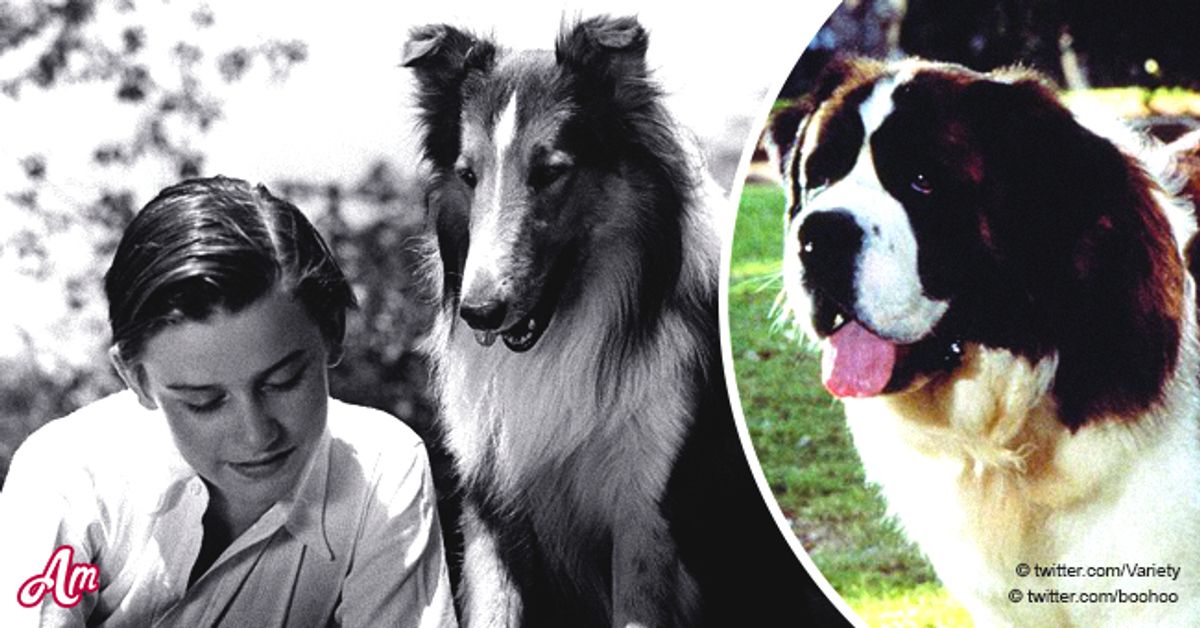 Most Adored Animals from Our Favorite Shows that Will Stay Forever in ...