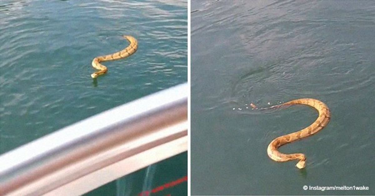 Terrifying moment caught on camera when swimming rattlesnake tries to ...