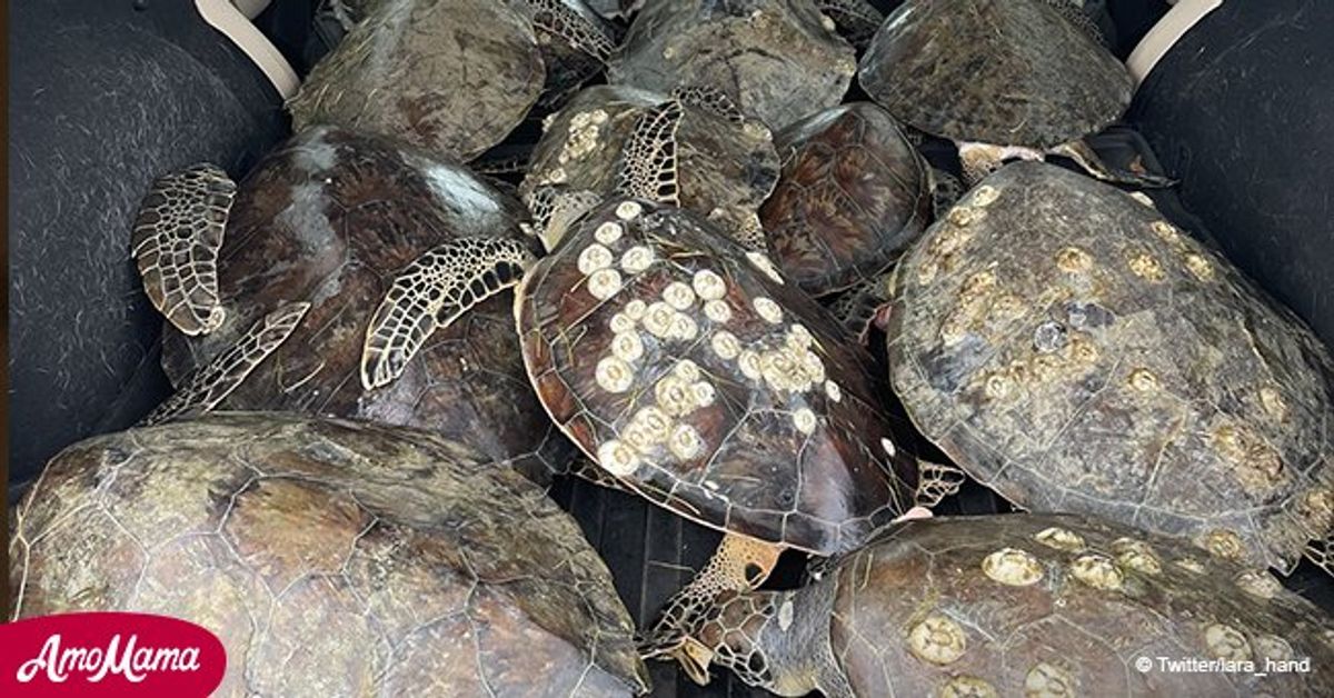 Texas Volunteers Rescue Thousands of Sea Turtles Freezing in Extremely Cold Weather Conditions