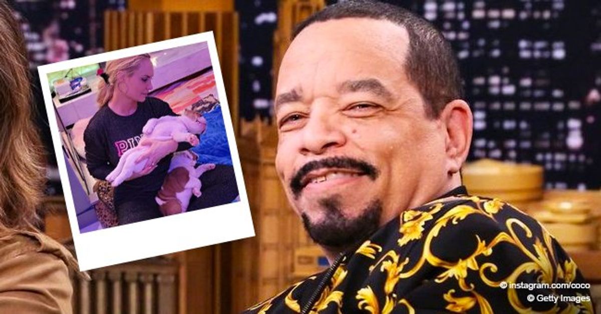 Ice-T's Wife Coco Austin Dotes on Her Dogs in a Heartwarming Photo ...