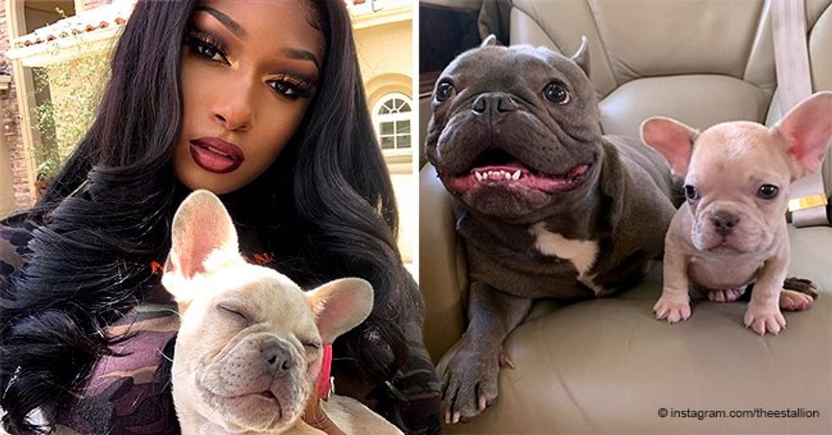 Megan Thee Stallion Teaches Her French Bulldog Pup How to Pose for ...