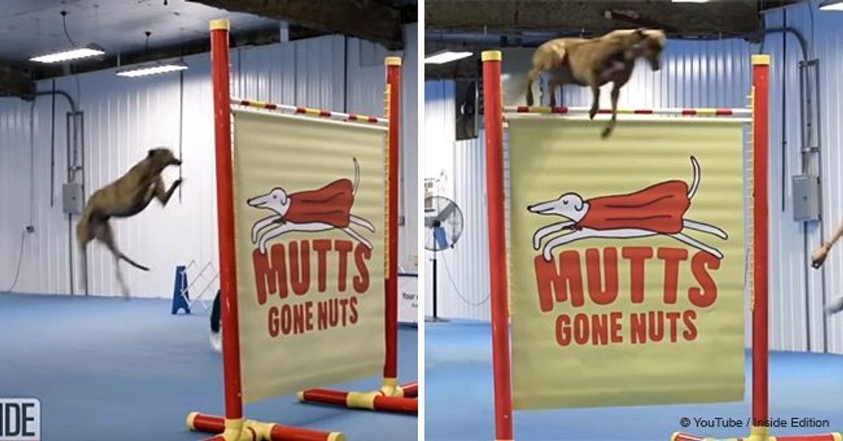 Feather looks like an ordinary dog, but she breaks World Records with ...