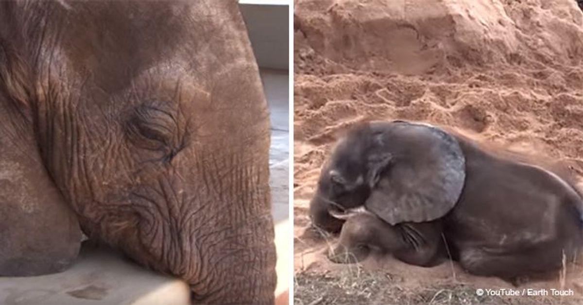 Depressed baby elephant abandoned by the herd meets a most unlikely ...