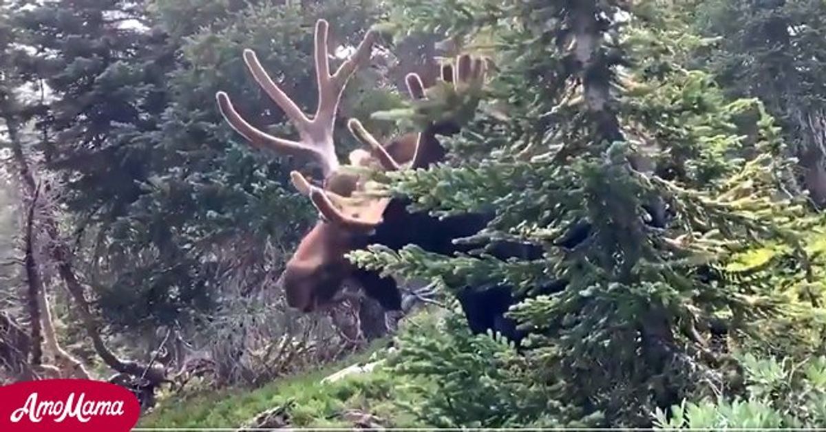 Scary Video Shows the Moment Moose Charges at a Person Standing Too Close