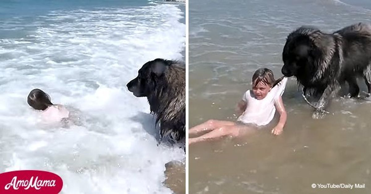 Dog saves little girl from the waves after she was knocked over (video)