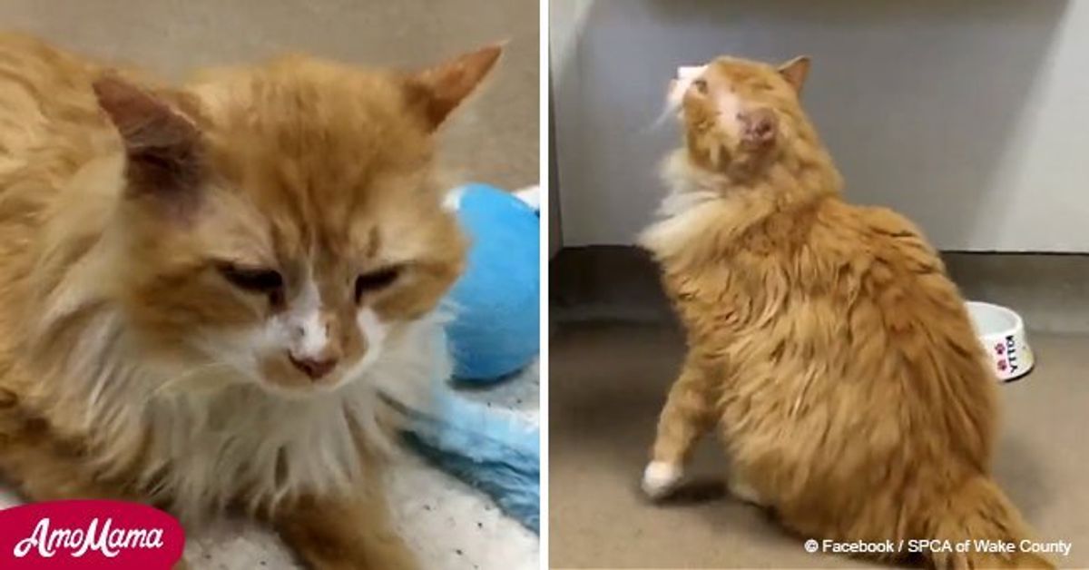 Abandoned cat walked over 12 miles back to his owners who rejected him ...