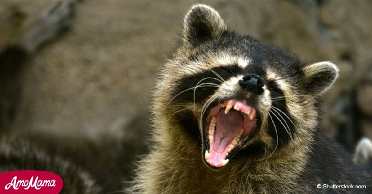 Dozens of 'zombie' raccoons dead from viral outbreak that could infect ...