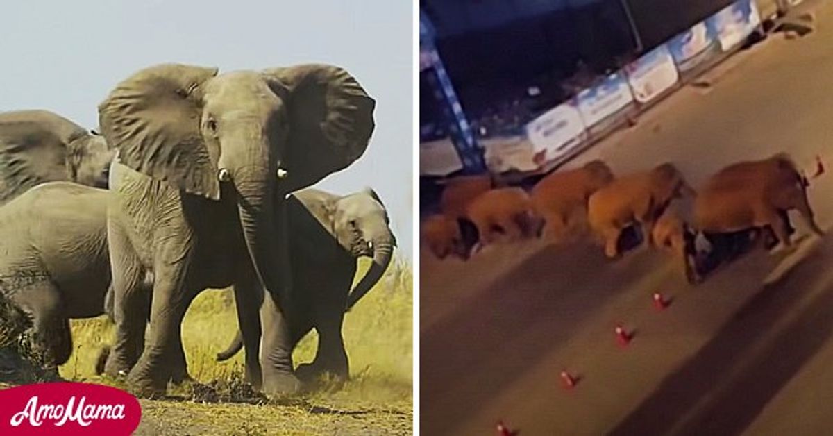 Herd of Elephants Cause Damage by Traveling over 311 Miles to Escape ...