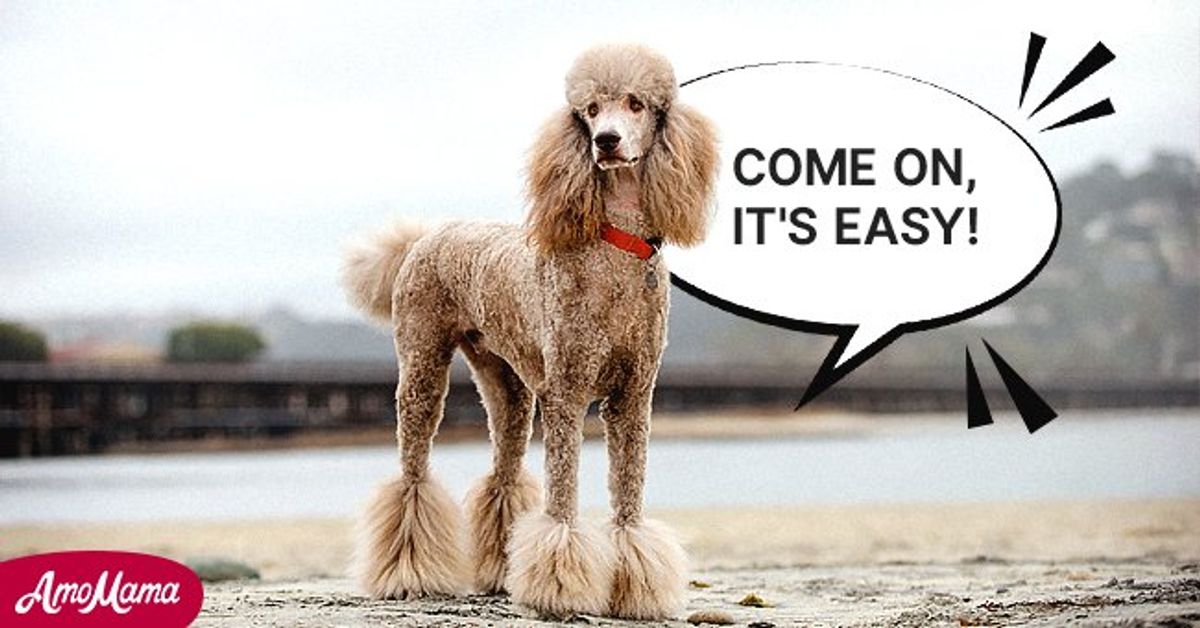 Daily Joke: Beautiful Poodle Stumped Three Dogs into Making a Clever ...