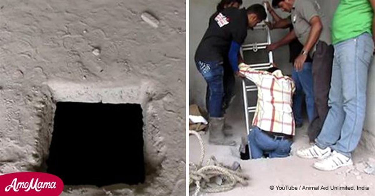 Terrified donkey that fell through tiny hole into dirty water finally ...