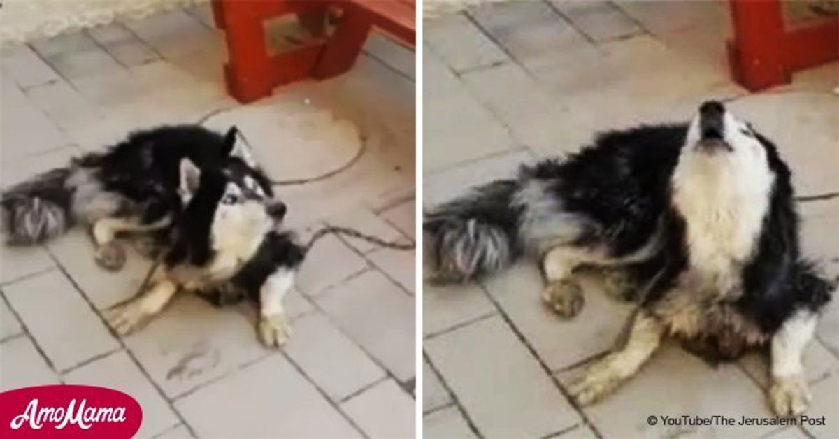 Police identify missing dog in a surprising way when they ask him to sing