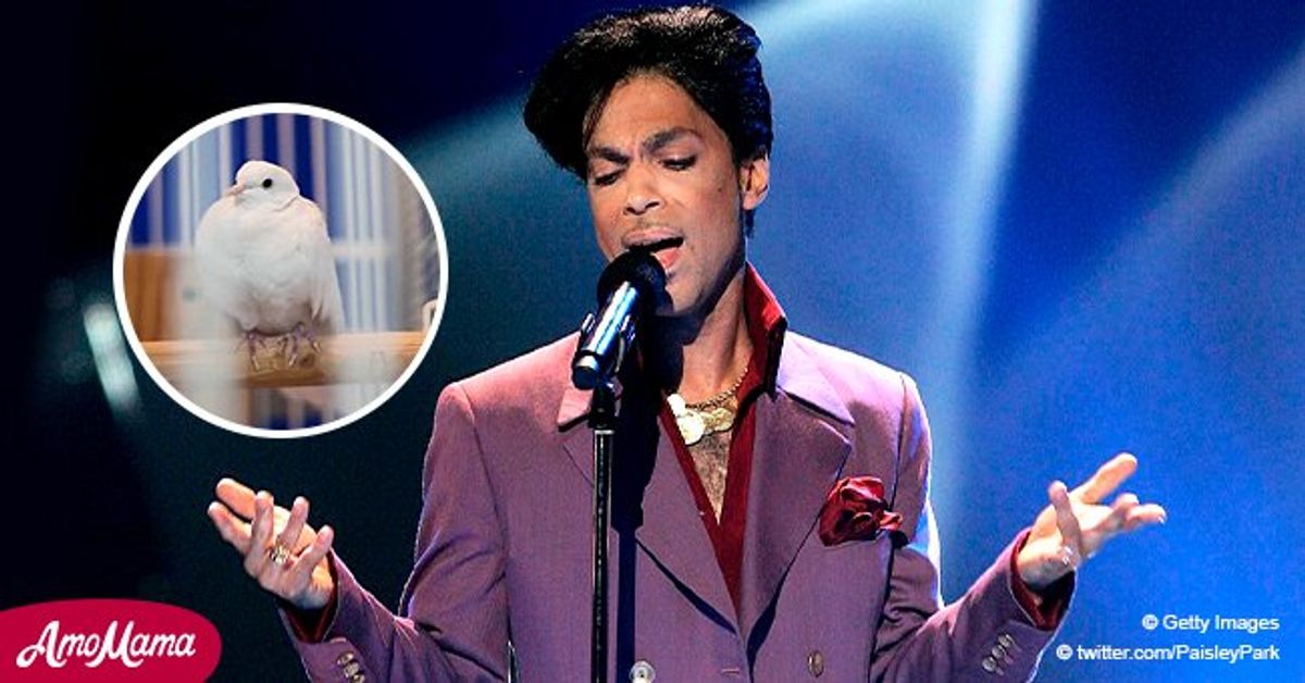Legendary Singer Prince's White Dove, Divinity Dies at the Age of 28 ...