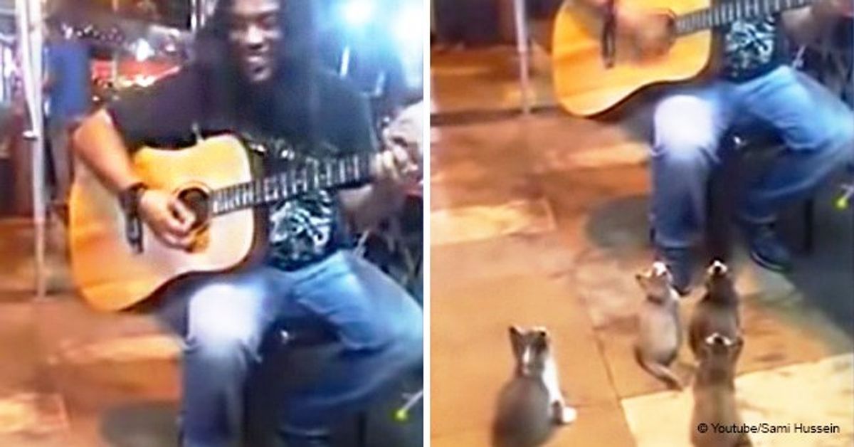 This street musician was about to quit for the day until 4 cats started ...