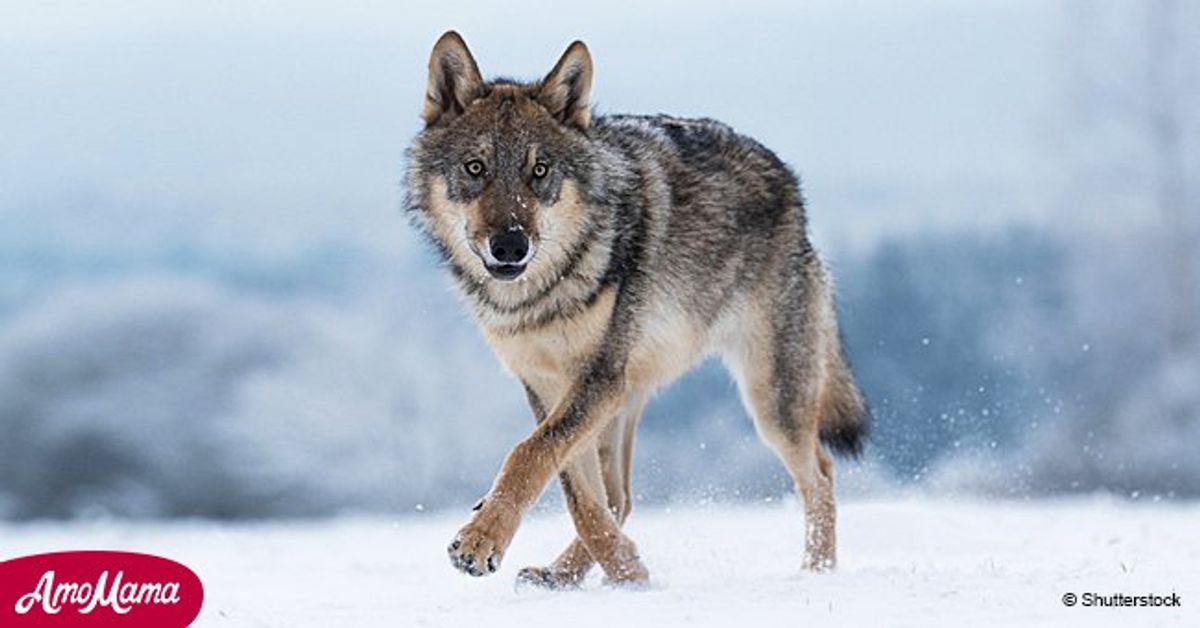 Wisconsin Hunt Ends Earlier Than Planned after 216 Wolves Are Killed in ...