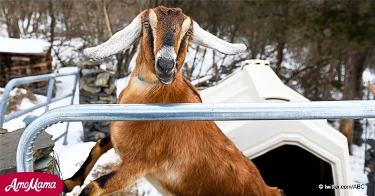 Goat Elected 'Mayor' in Vermont