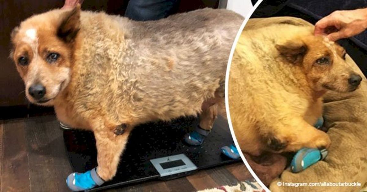 Severely overweight dog found face-down in a field makes an amazing ...
