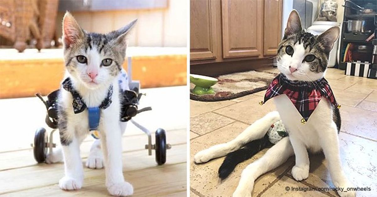 Woman builds special wheelchair for paralyzed cat so that he can move ...