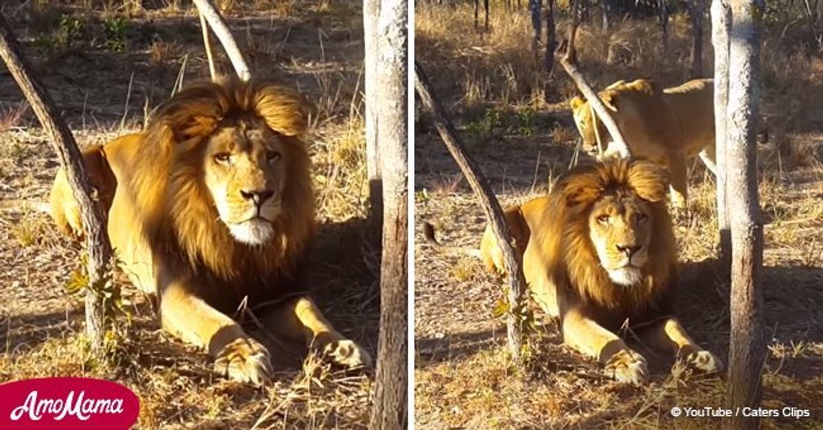 Lioness noiselessly sneaks up on male lion and gives him the fright of ...