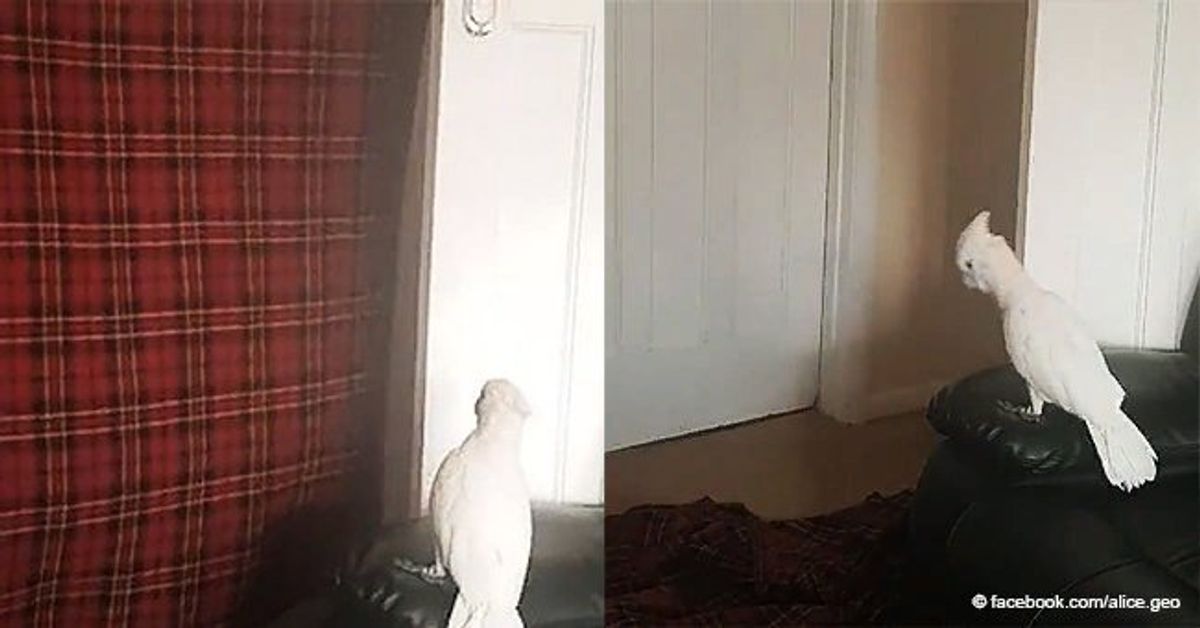 Cockatoo performs hilarious reaction on his owner's "disappearance"