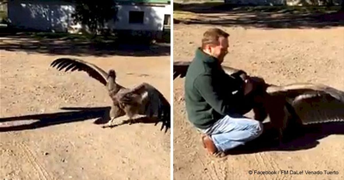 Man saved huge condor's life and grateful bird gave an incredible ...