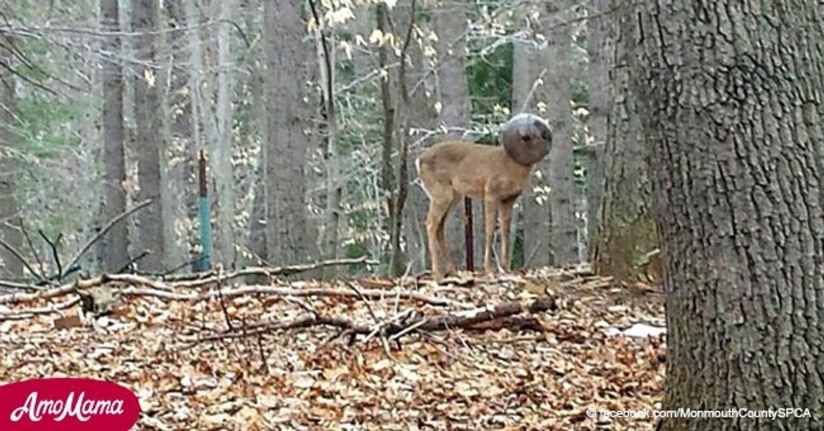 Man spots deer with weird head in the backyard. He realizes it ...
