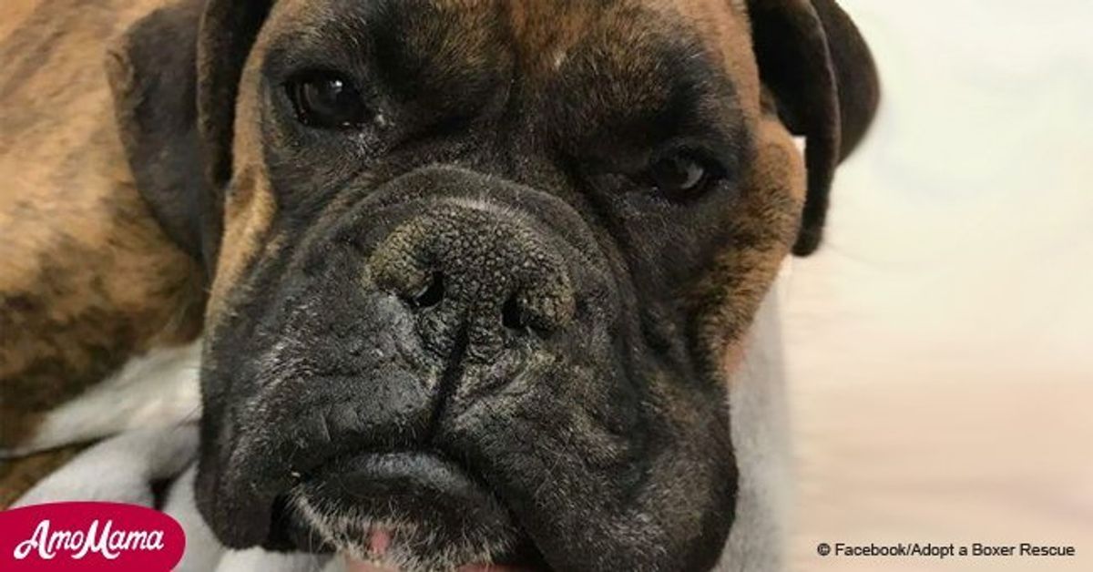 Vet refused to put down Boxer from a puppy mill