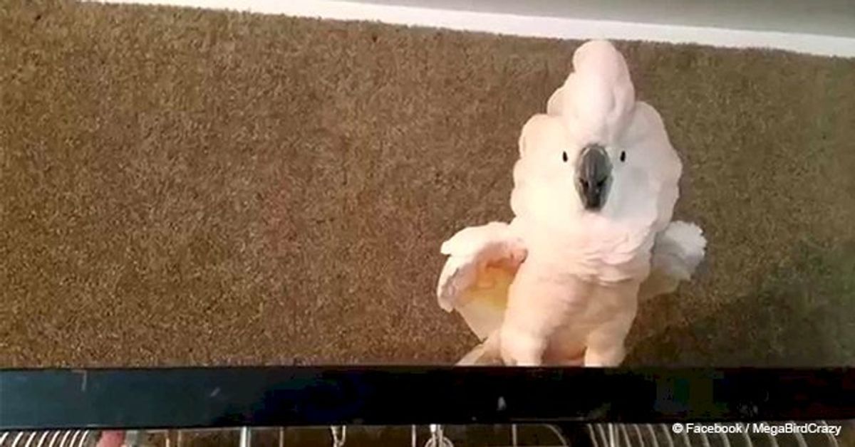 This angry parrot threw the biggest tantrum when told to go to her cage