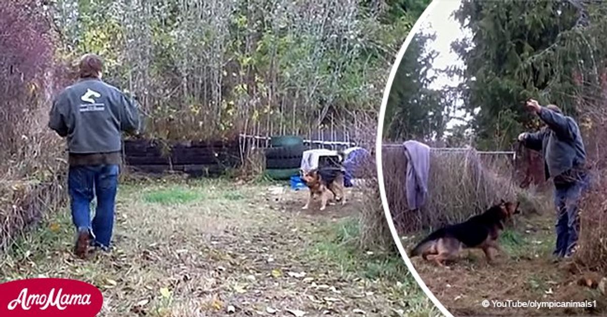 What happened when a man released a dog who was chained for most of his ...