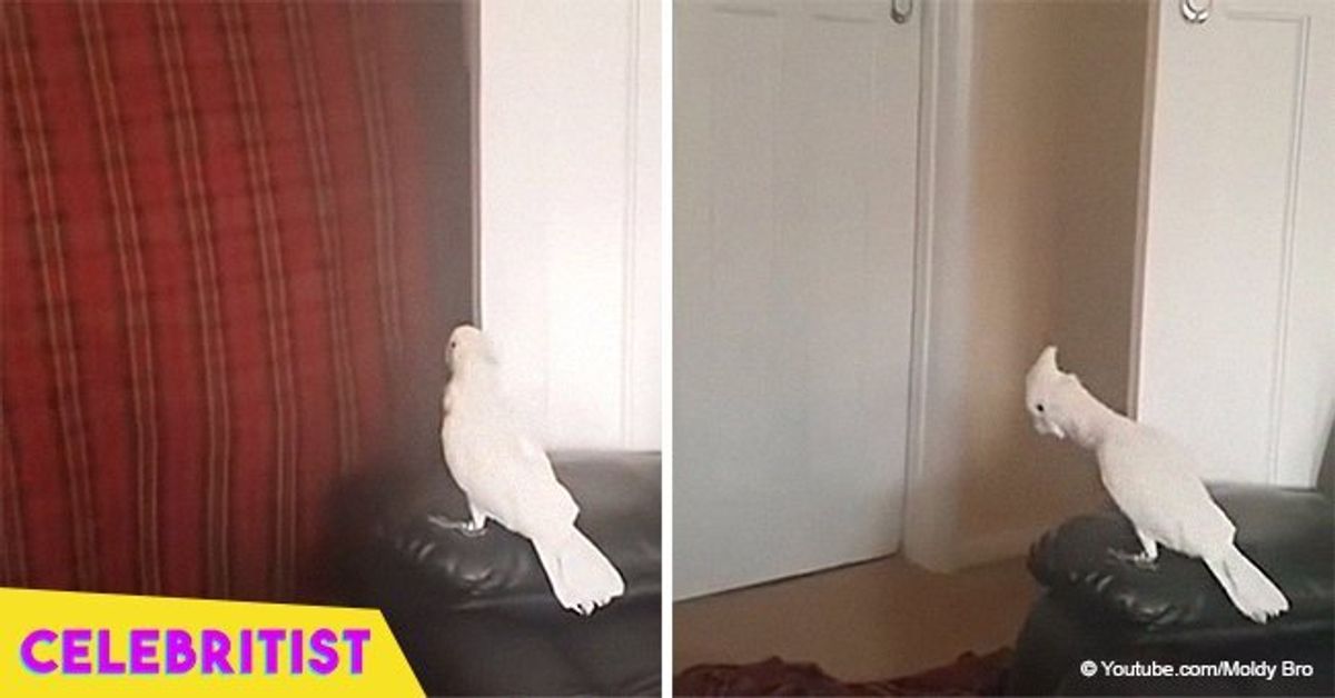 Cockatoo hilariously reacts to his owner's 'disappearance'