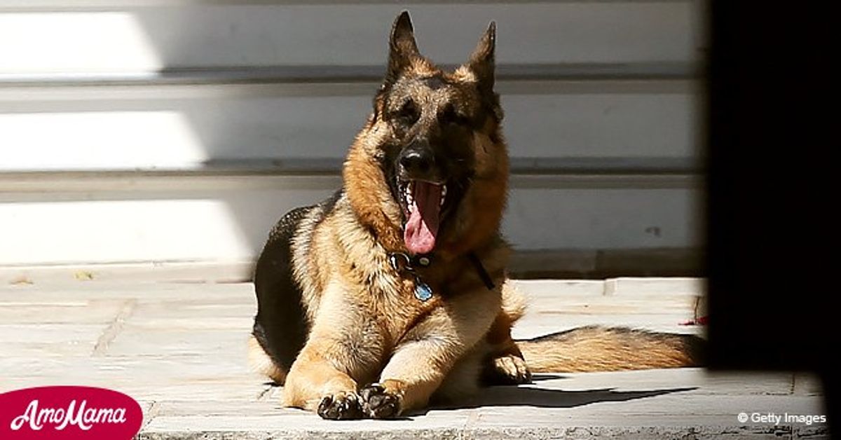 Presidential Dog Major Involved in Another Biting Incident Less Than a ...