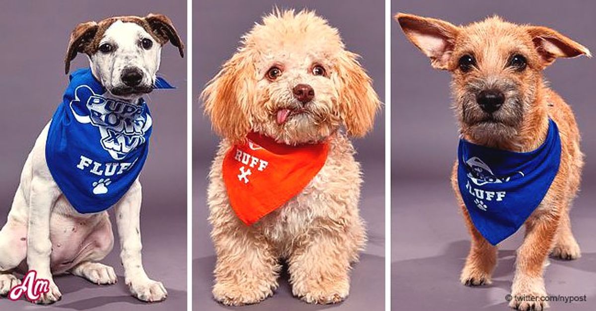 Animal Planet's Puppy Bowl 2020 Sported Cutest Lineup That Included ...