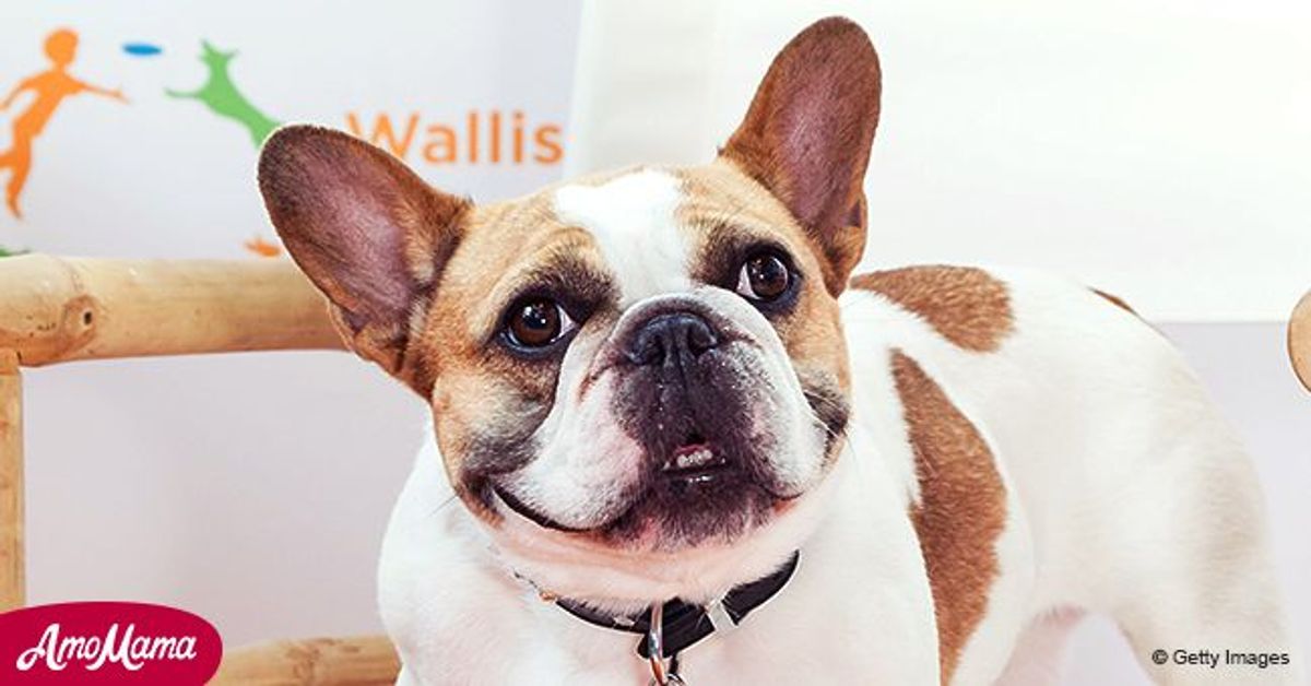 'Modern Family' Dog Who Played Stella Dies, Owner Never Thought His Dog ...
