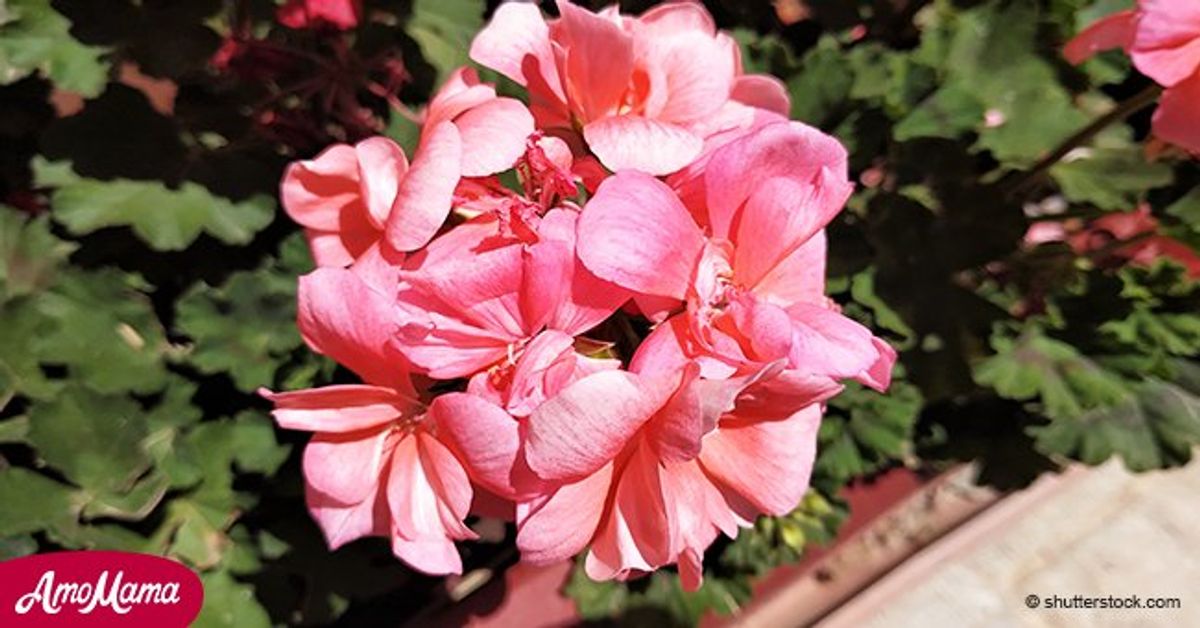 How to Grow and Care for Geraniums — 7 Easy Tips