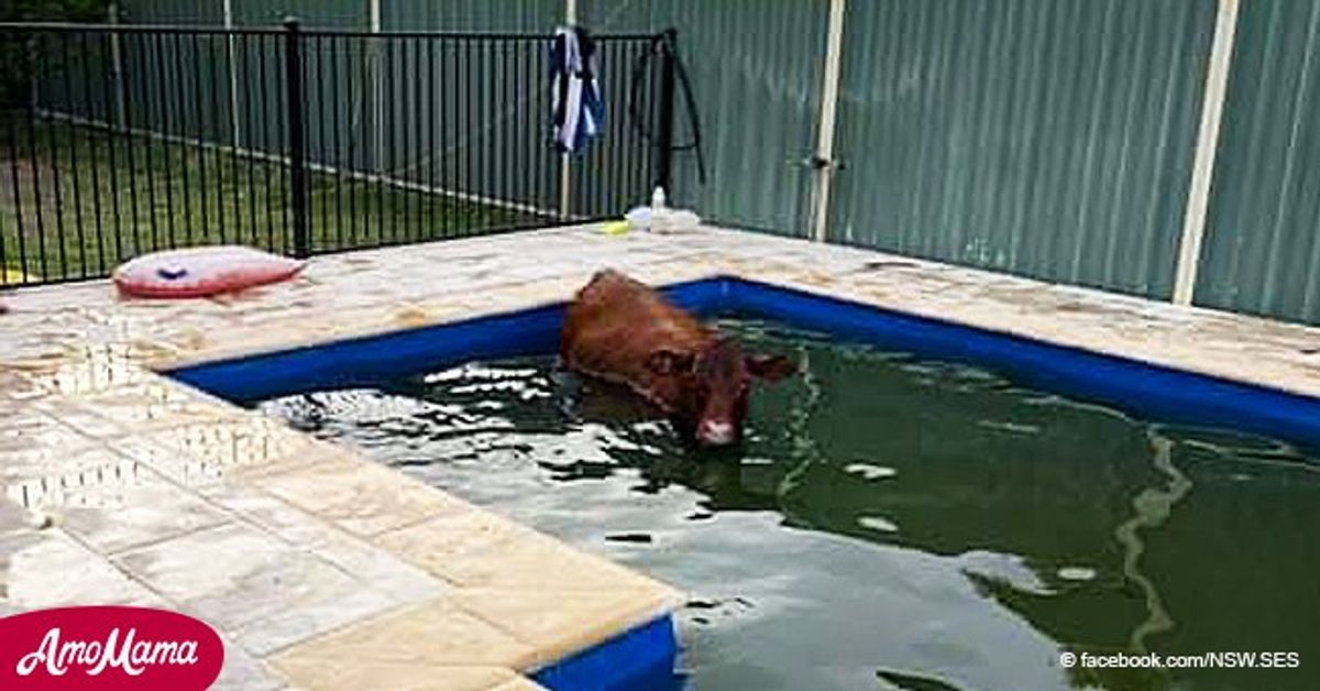Emergency Service Workers Rush to Help Rescue a Cow That Fell into a ...