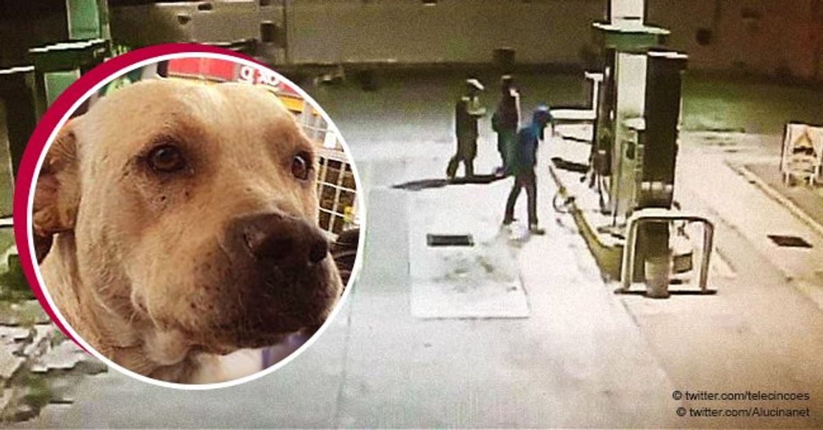 Stray dog adopted by the staff at gas station defends one of his human ...