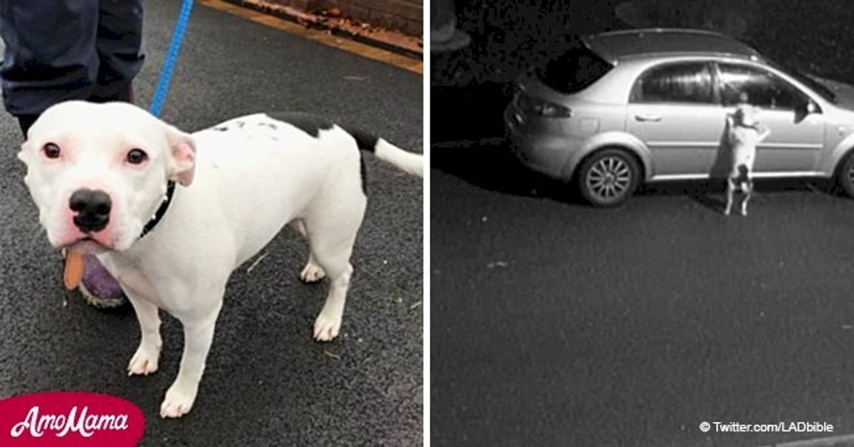 Heartbreaking footage shows dog trying to get back into a car after ...