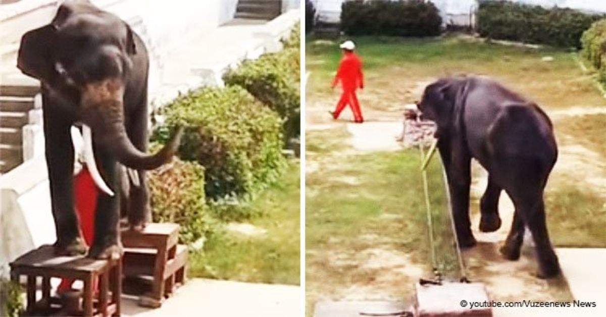 Painful video shows a malnourished elephant forced to do cruel circus ...