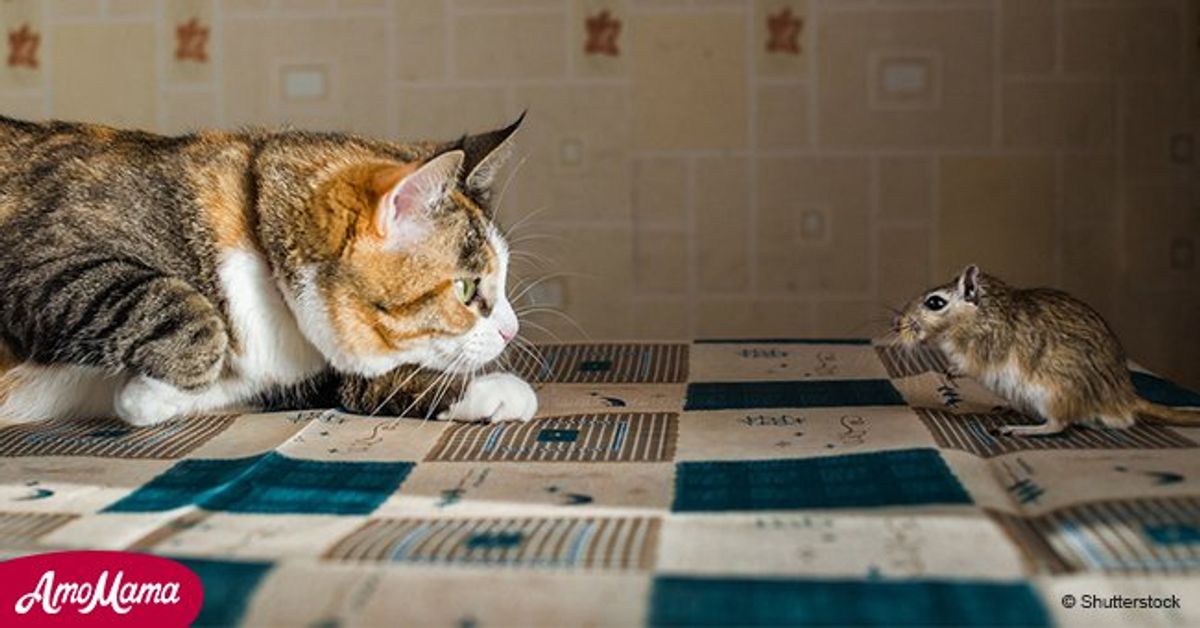 Hilarious video shows 'scaredy' cat chased around the kitchen by mean rat