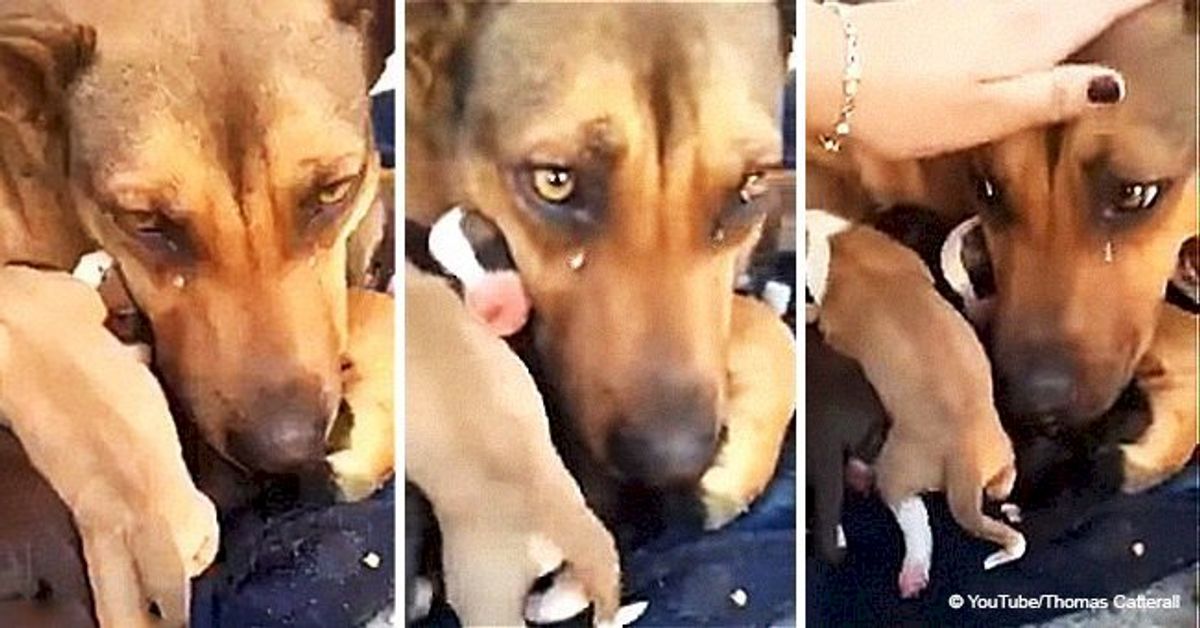Dog can't stop 'crying' when she realizes her puppies have been rescued
