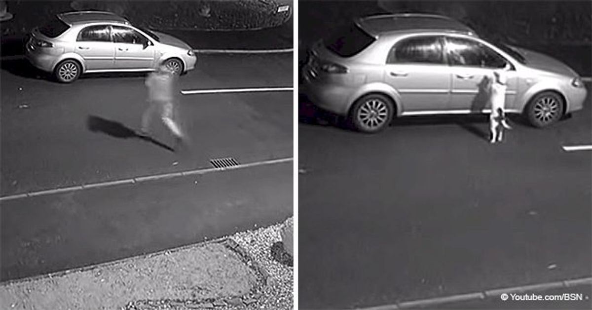 Abandoned dog tries to jump back into car after being dumped on the ...