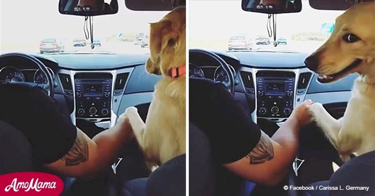 Touching video of dog grabbing owner's hand in her paw with eyes full ...