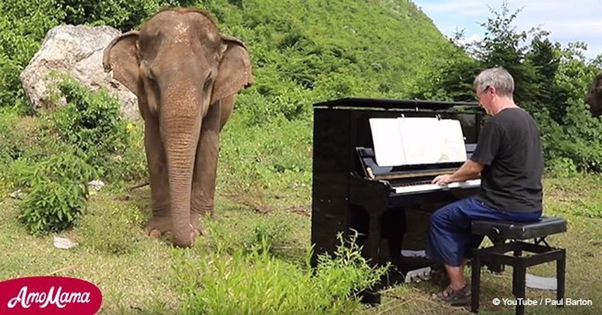 Talented pianist playing beautiful classical music for blind elephants ...