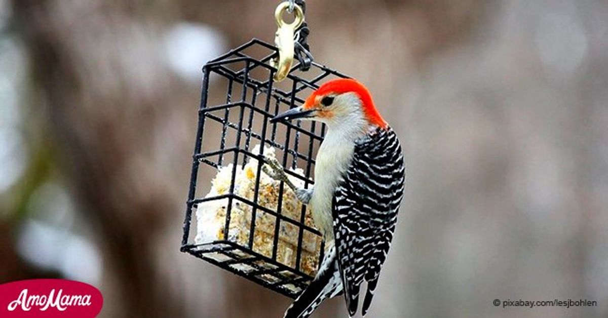 Recipes to Make Homemade Bird Food