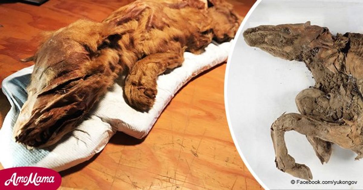 Incredibly rare mummified ice-age wolf pup and caribou deer found in ...