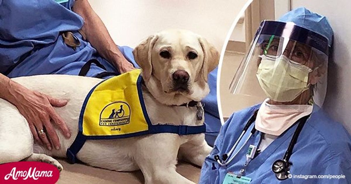 Service Dog Comforts Doctors and Nurses Who Are Fighting Coronavirus