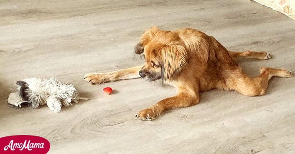 Dog Born With a Super Short Spine Lives a Full Life & Doesn't Know She ...