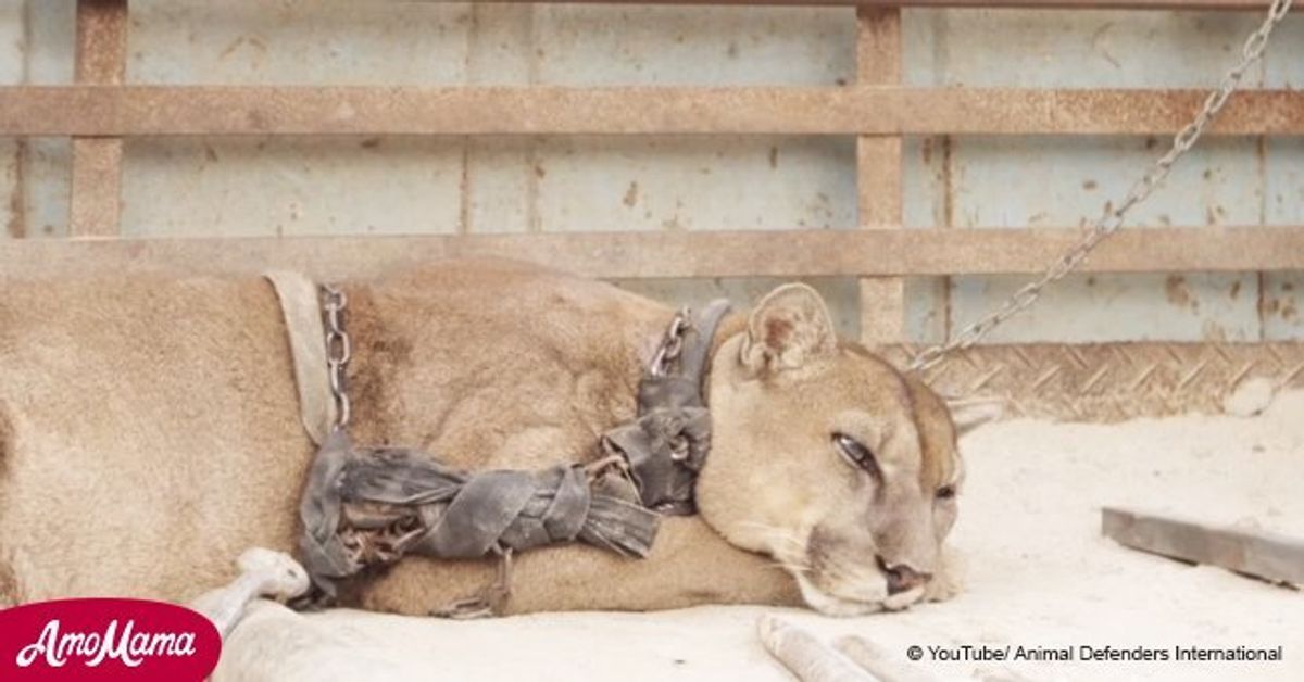 Mountain lion was chained up for 20 years. But after much suffering, he ...