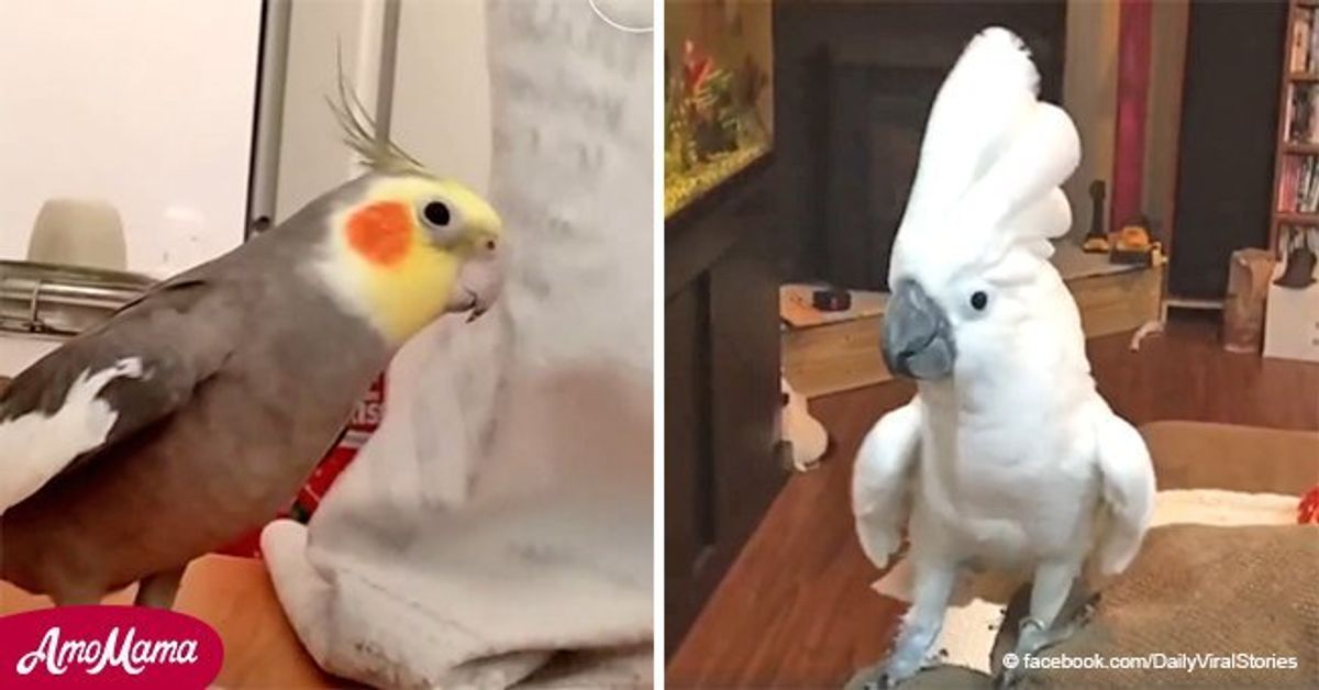 If you think birds are talentless, think again