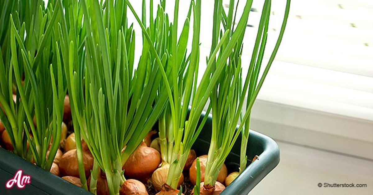 How to Plant and Take Care of Onions at Home — Easy and Useful Tips