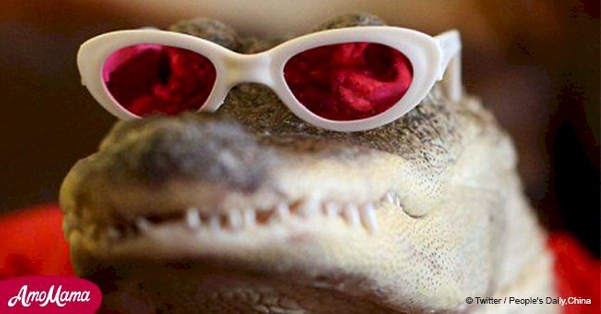 Meet the most pampered alligator that wears clothes and gets manicures
